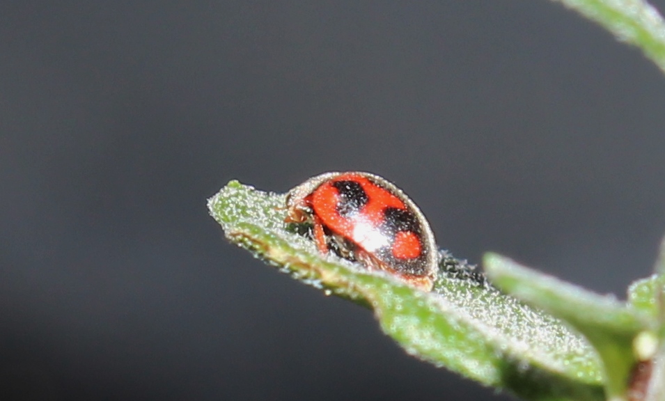 Rodolia Cardinalis Mulsant 1850