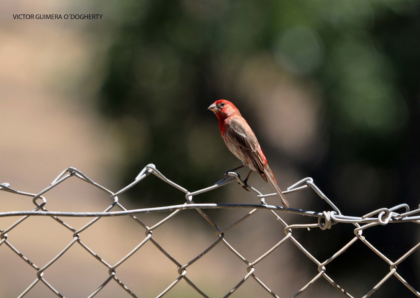 Mis imágenes de aves: CAMACHUELO MEXICANO