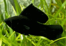 Shamudra Bilash: Sword Tail & Molly Fish