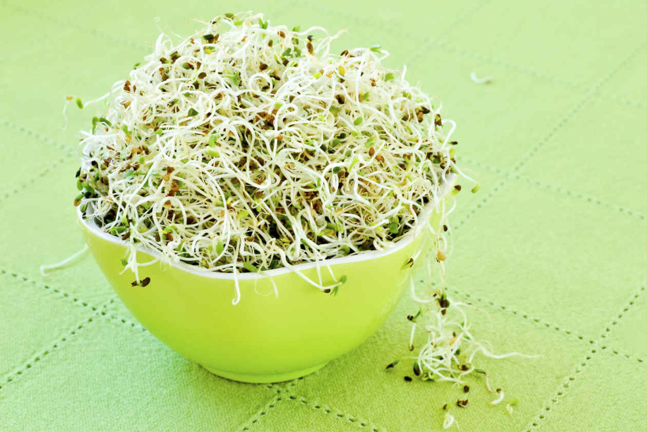 Durante siglos, la alfalfa se ha utilizado con fines medicinales. Sus ...