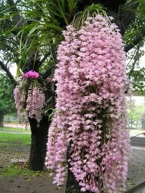 karya ku : paridah ishak: ORKID POKOK...