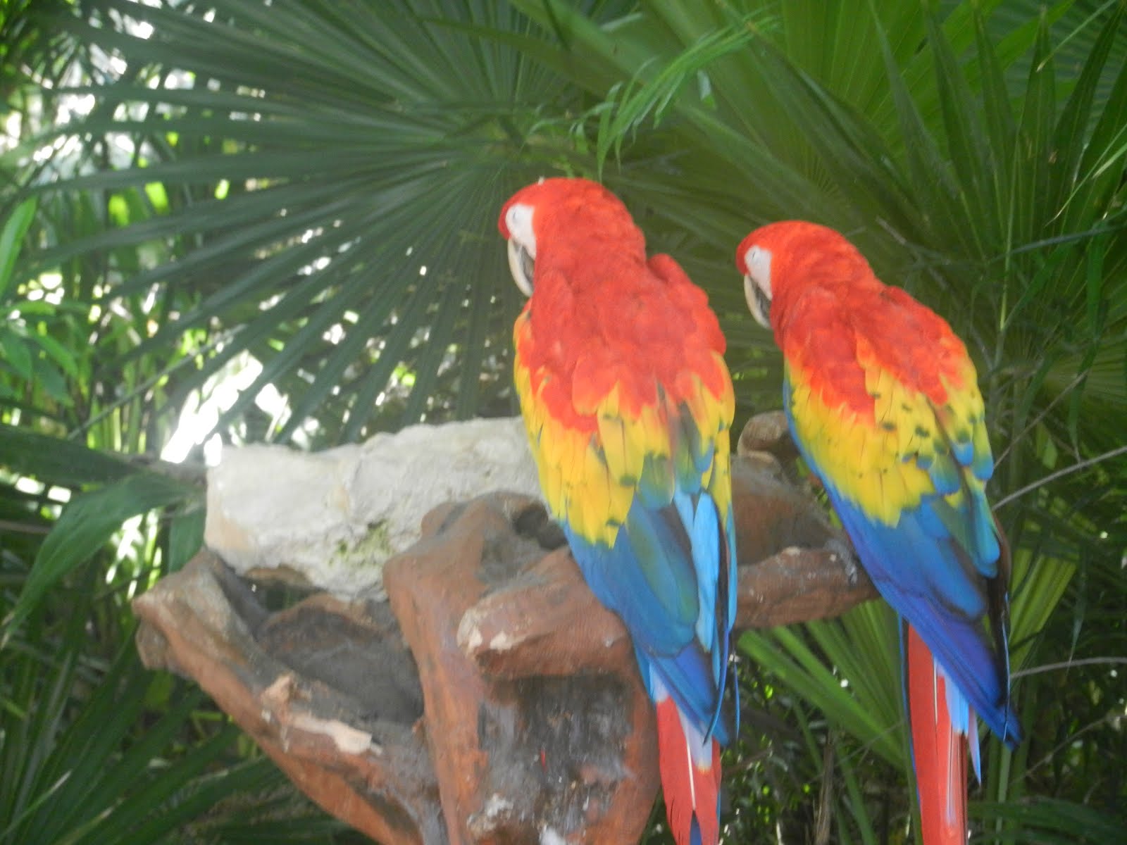 the preppy debutante: Moses in Xcaret