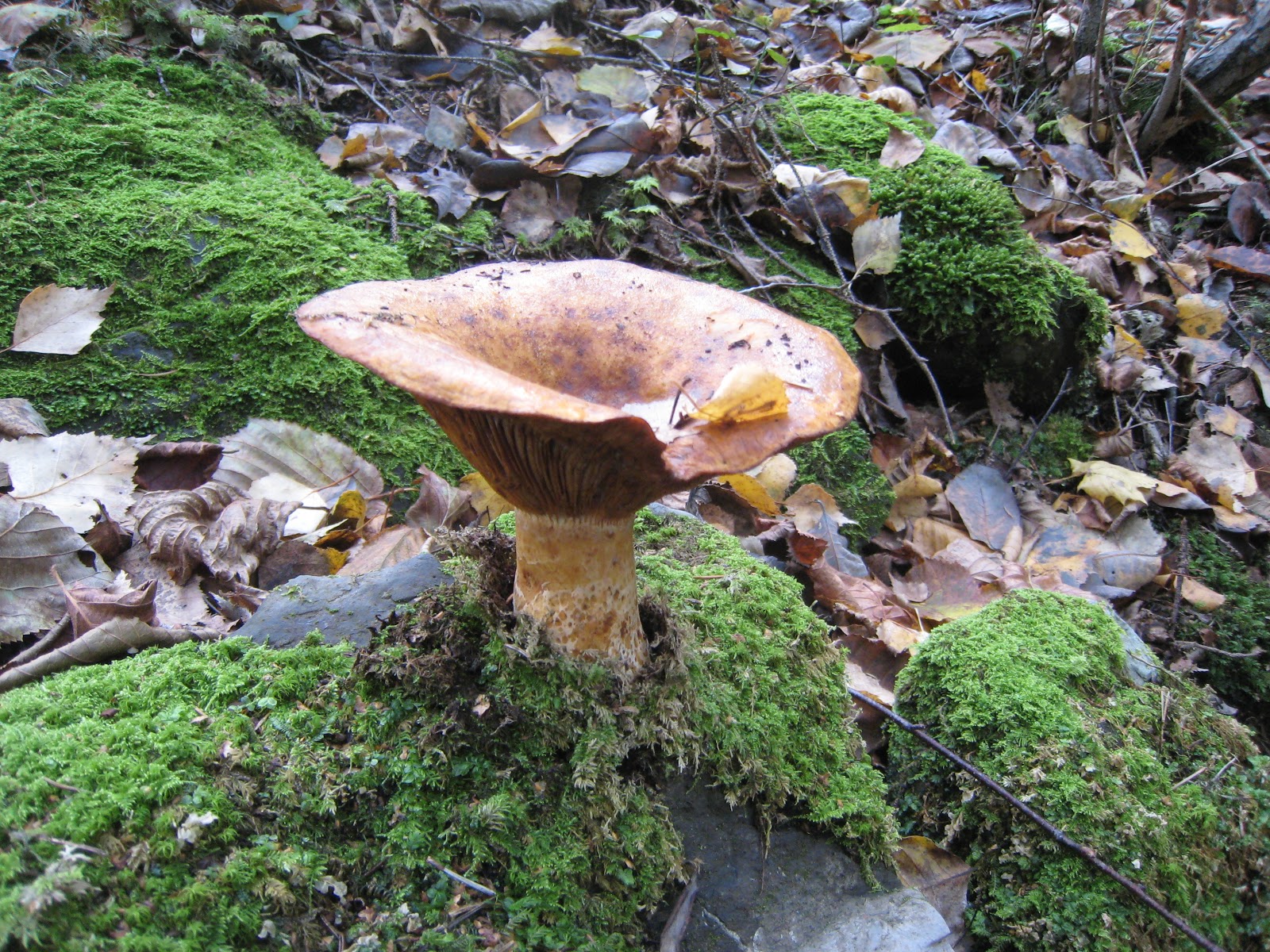 Lactarius (matrisker) | longlittwoon.wordpress.com