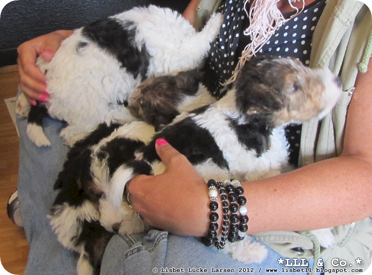 *LLL og Co.*: Da Harry mødte Sally