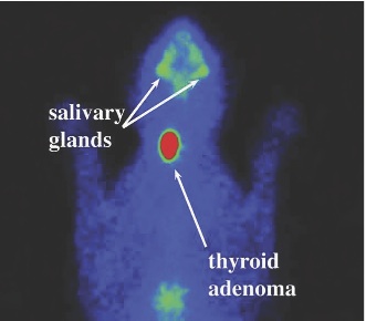 Animal Endocrine Clinic: Confirming the Diagnosis of Hyperthyroidism in ...