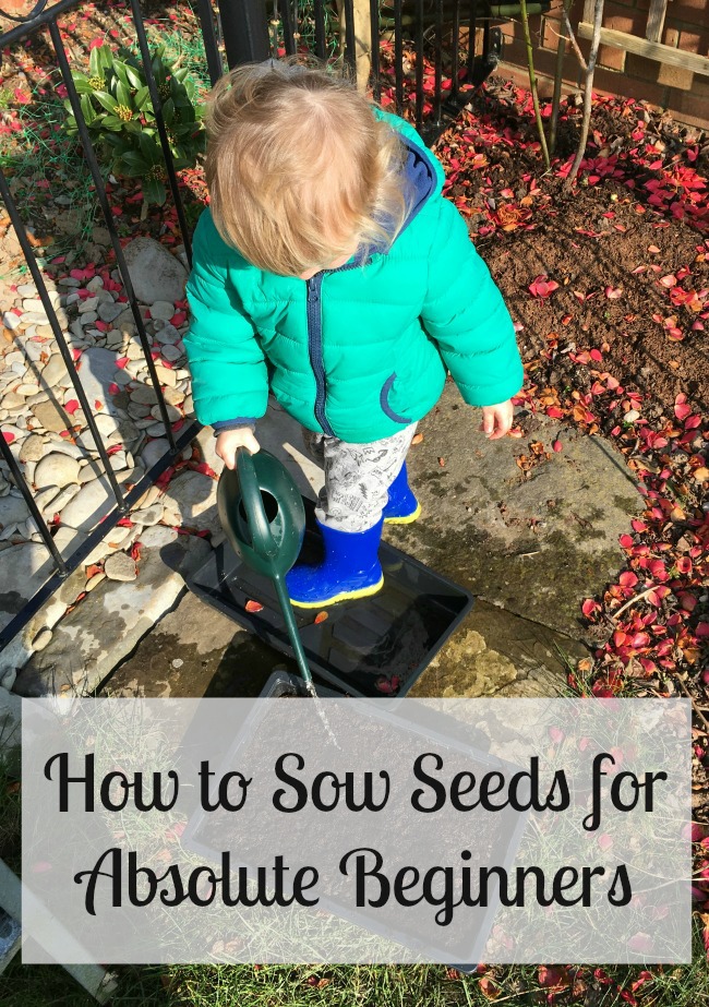 How to Sow Seeds for Absolute Beginners | Teddy Bears And Cardigans