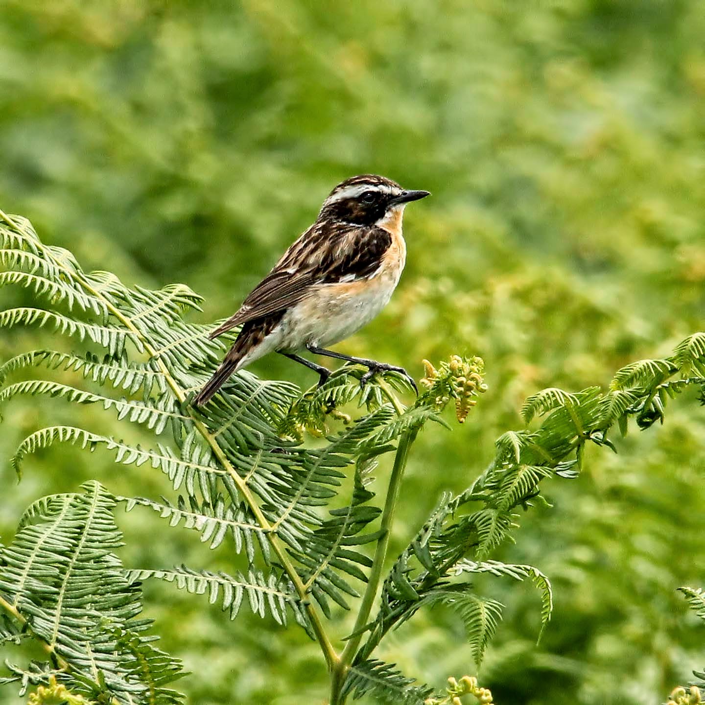 Pembrokeshire Birds: Whinchat, Brynberian Moor