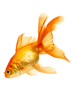 Pez Japones - Amazonic