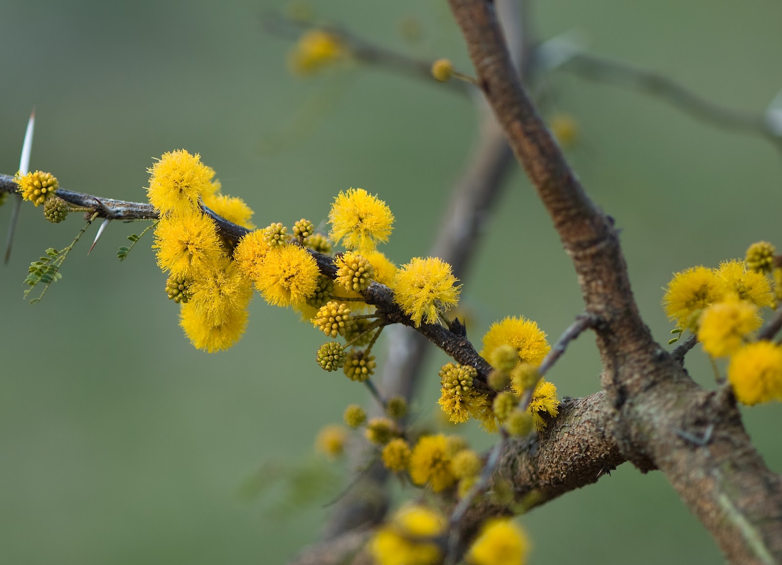 FOTOGRAFIAS DE LA FLORA AUTOCTONA DEL URUGUAY: ESPINILLO