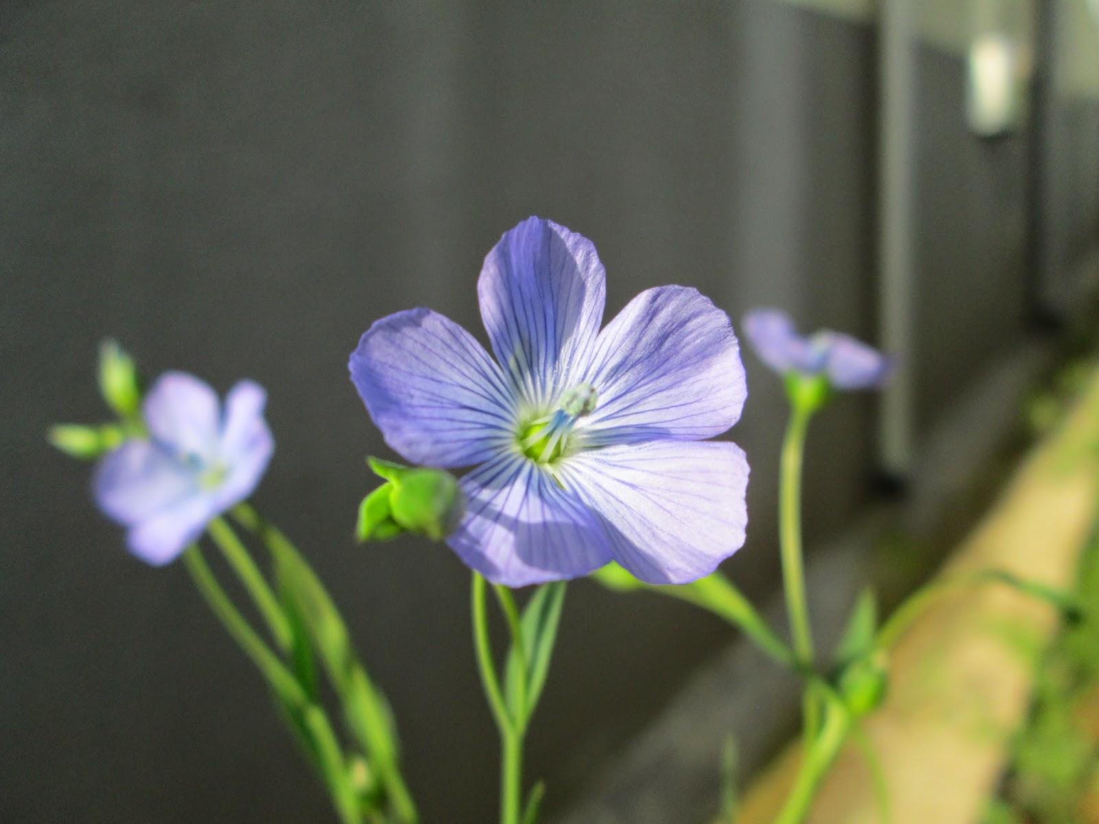 Oficina de Tecelagem - Santana - Região Autónoma da Madeira: Linho em flor