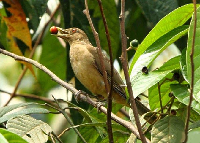 Bellas Aves de El Salvador: Turdus grayi (chonte o senzontle) Residente
