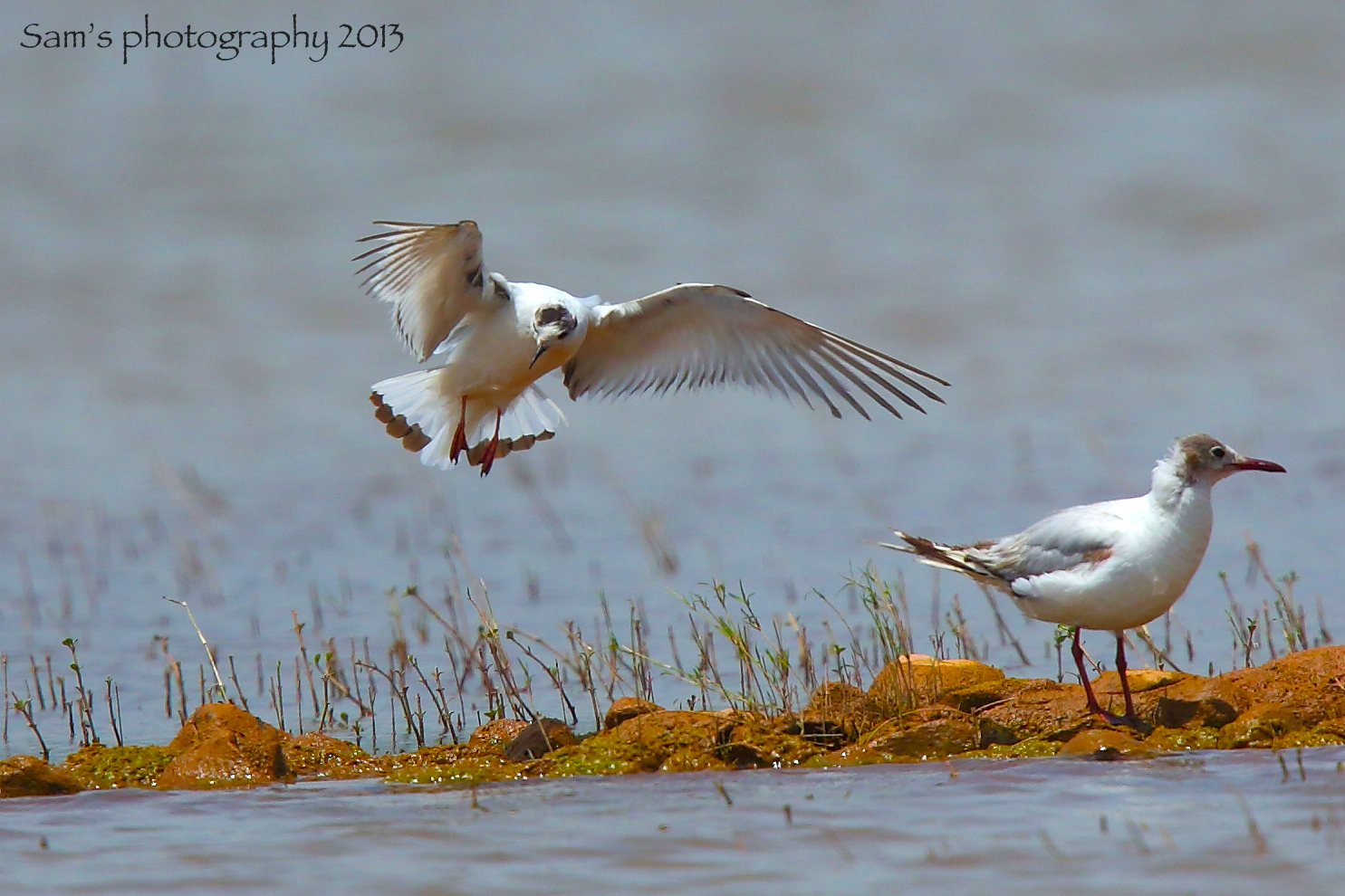 LITTLE GULL a First Record for Pakistan?