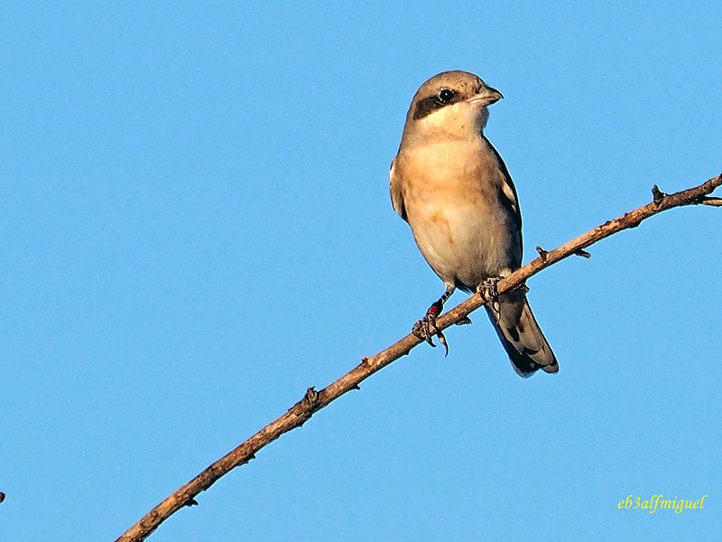 MIS AMIGAS LAS AVES: Juvenil de Alcaudón chico (Lanius minor)