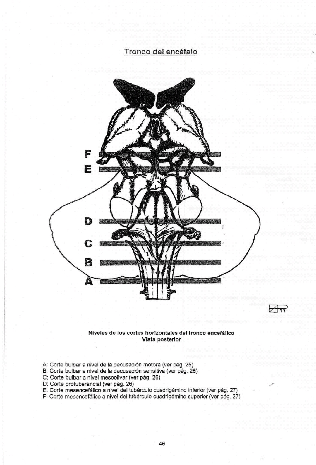 Estudiante de medicina : Apunte de neuroanatomia de Forlizzi Pro
