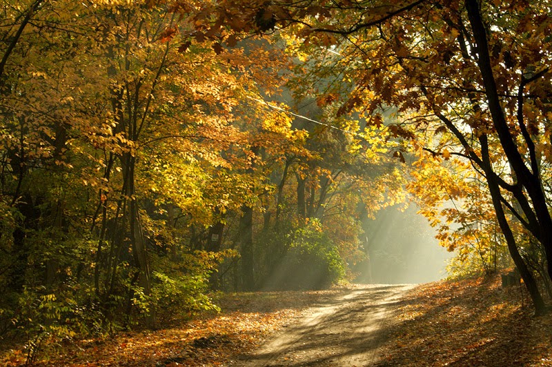 Beautiful Nature Images: Autumn Path Forest | Beautiful Nature Images