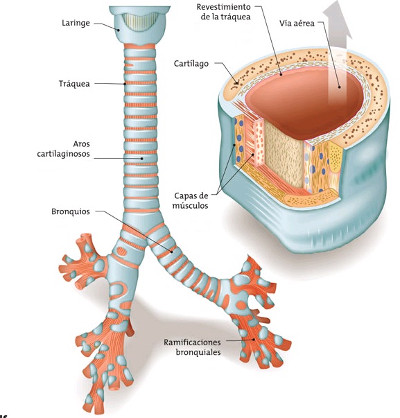 Clinica Veterinaria Torreblanca: EL COLAPSO TRAQUEAL EN EL PERRO