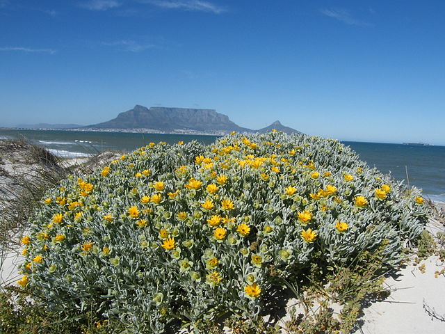 Seegousblom / Duinegousblom / Perdeblom – Roekeloos.co.za