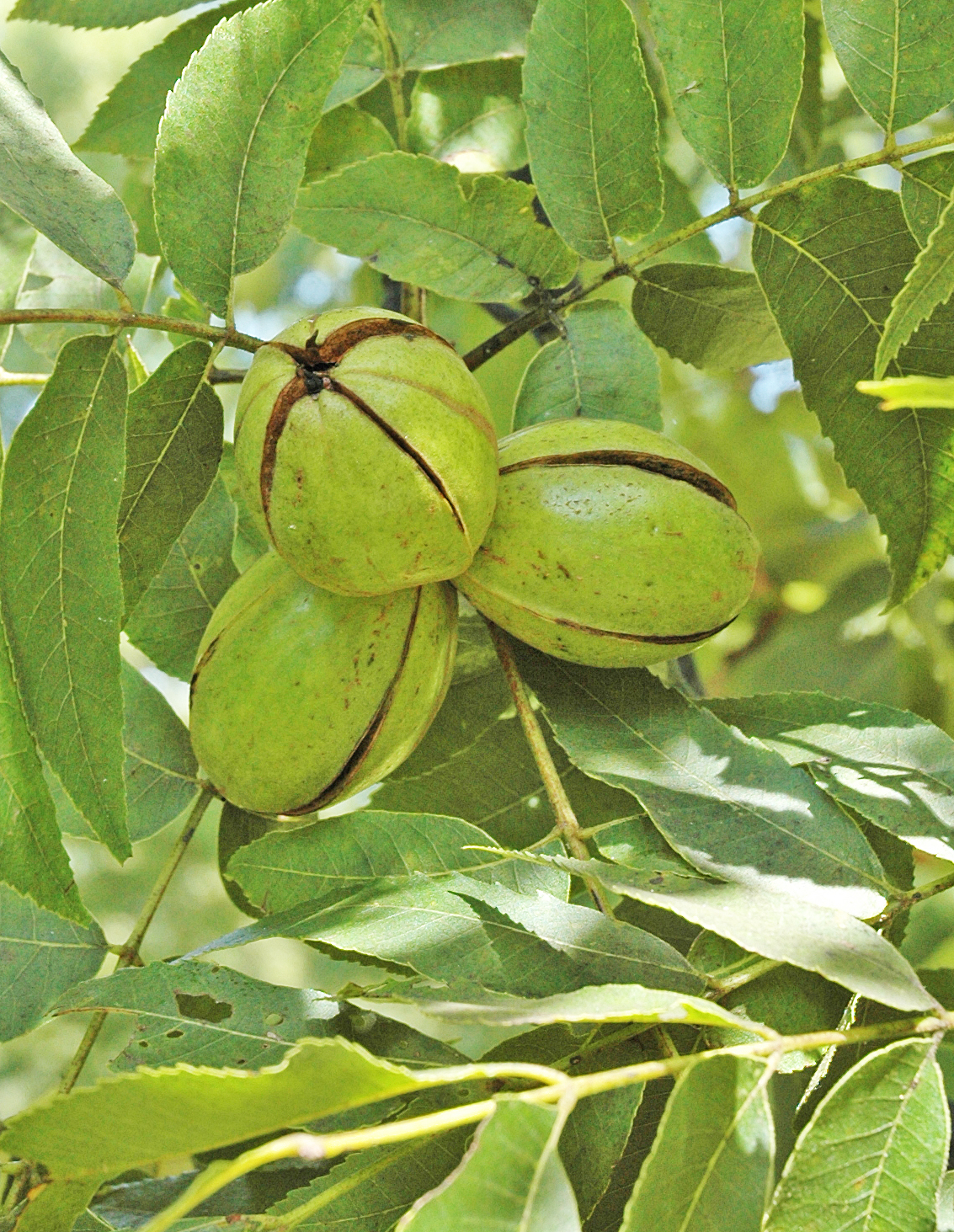 Northern Pecans: More pecan cultivars ripen in late September