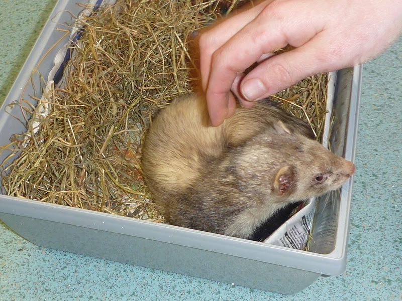 Cat Rescuing, Sunderland: FRED THE FERRET