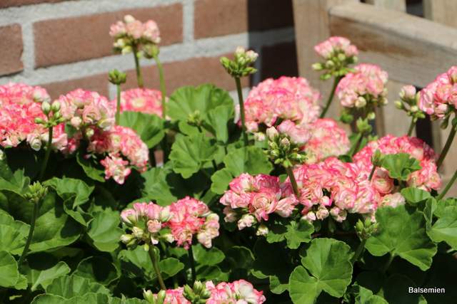 Balsemien: Achter de geranium...