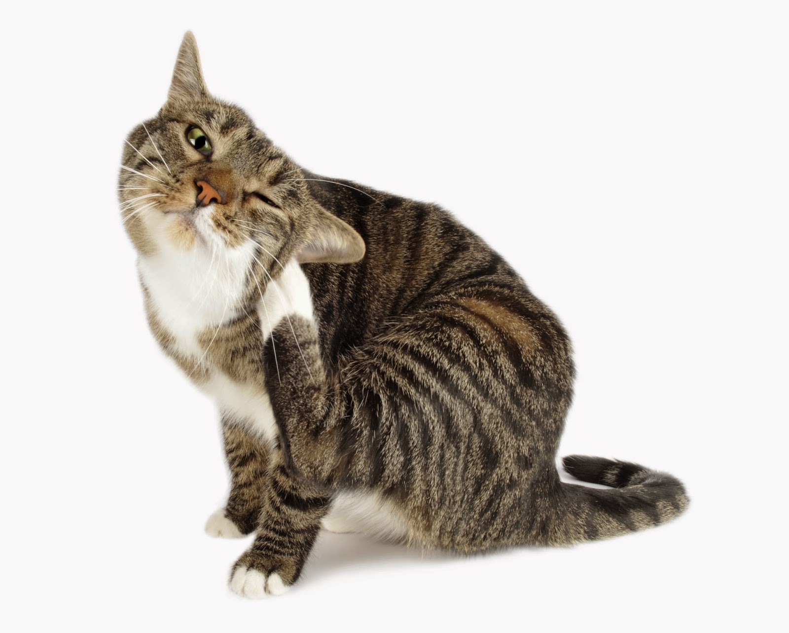 Bregman Veterinary Group: Tips To Help Identify Common Cat Skin Problems