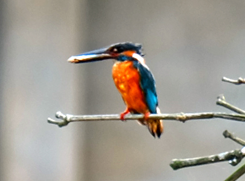 Le Thua: Chim chài chài