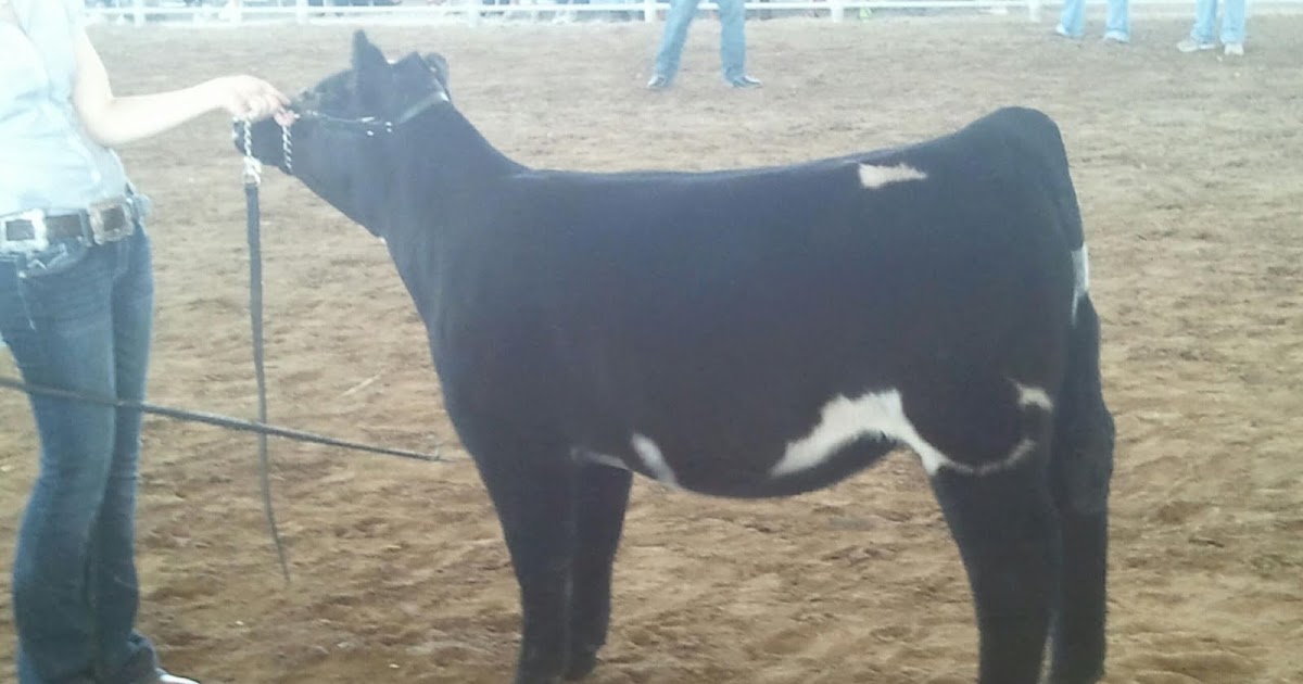 MITTAG Blog: Iowa State Fair - Feeder Calves