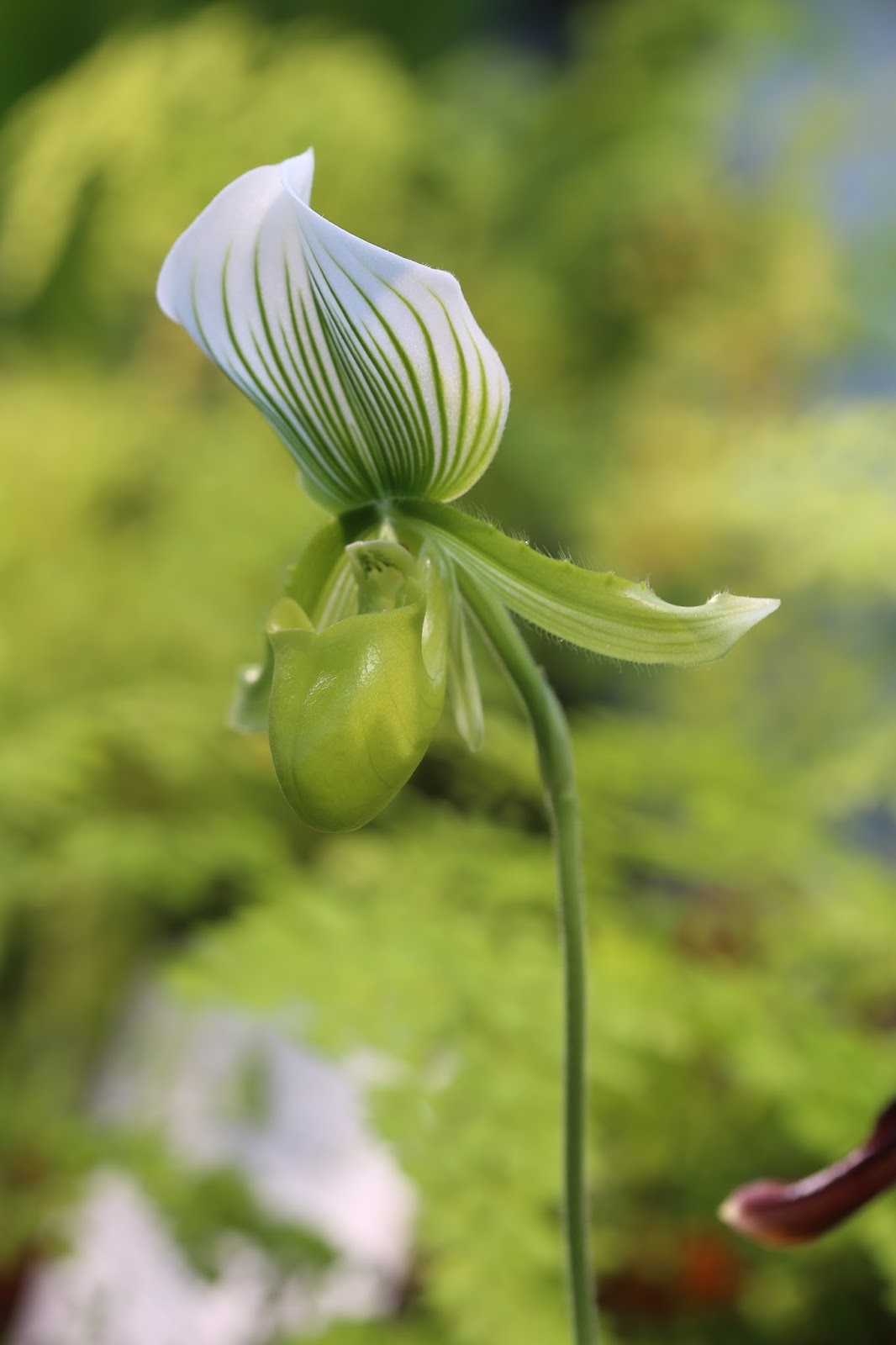 Orchid ID: Paphiopedilum Maudiae Green