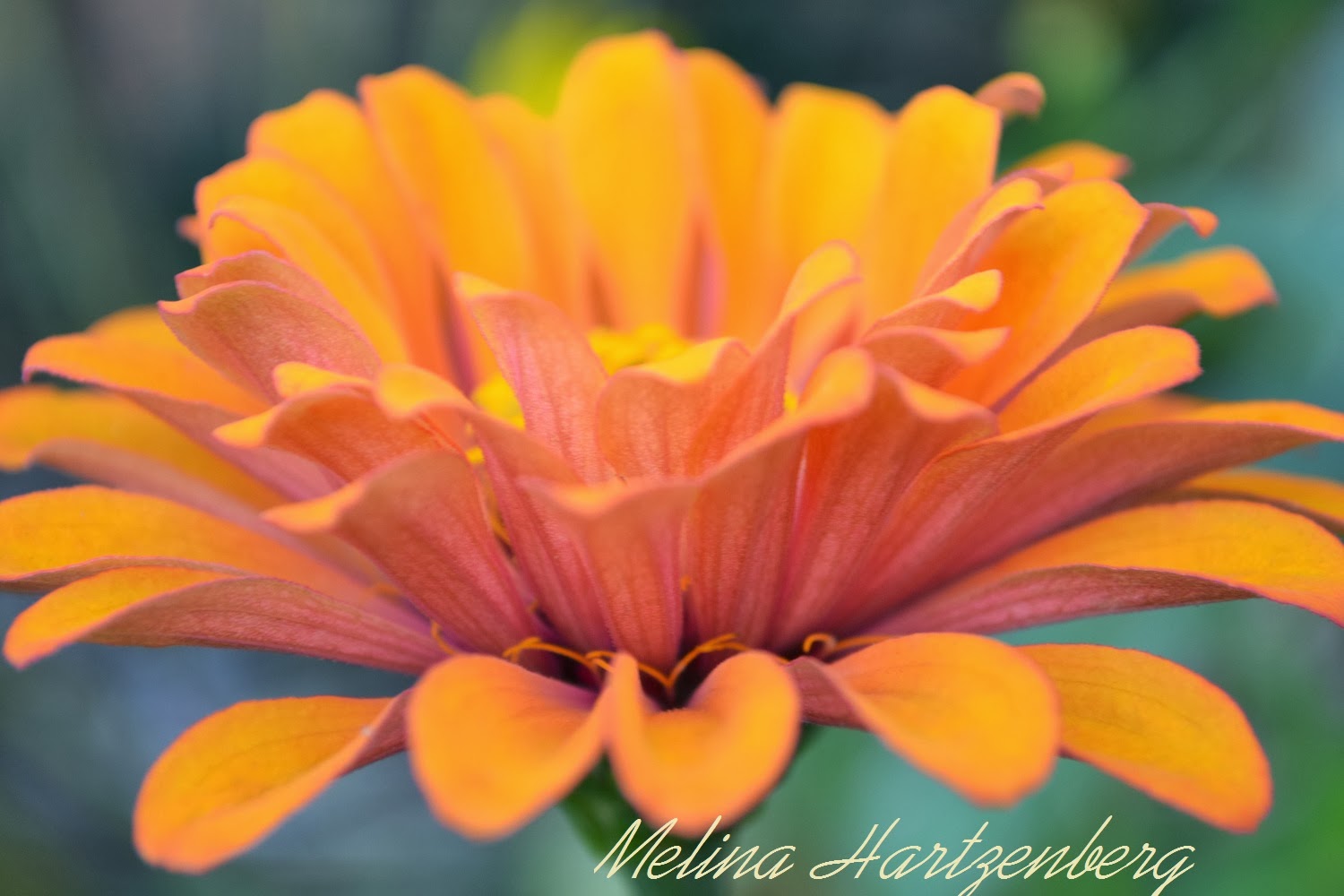 livingplantworld: Family: Asteraceae Genus: Zinnia Species: Zinnia ...