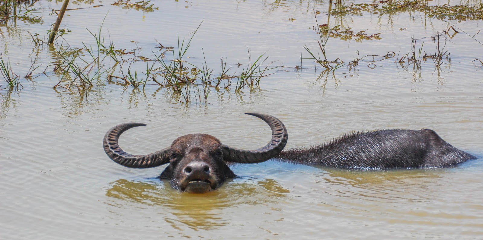 Cannundrums: Wild Water Buffalo