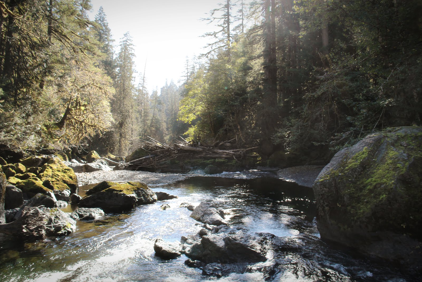 The Lovely Red Fox: Hiking Staircase — Olympic National Park