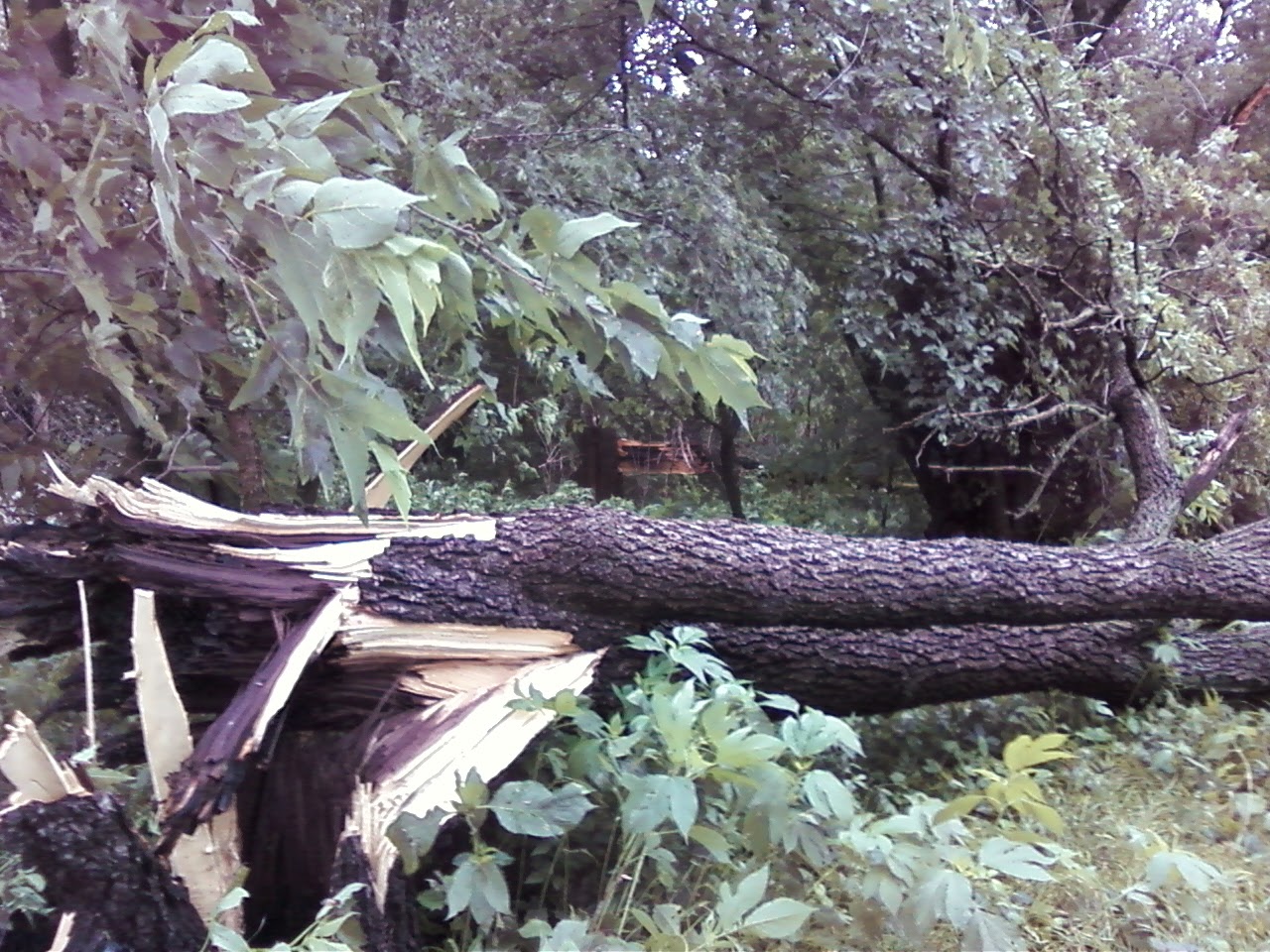 Pine View Angus Farms