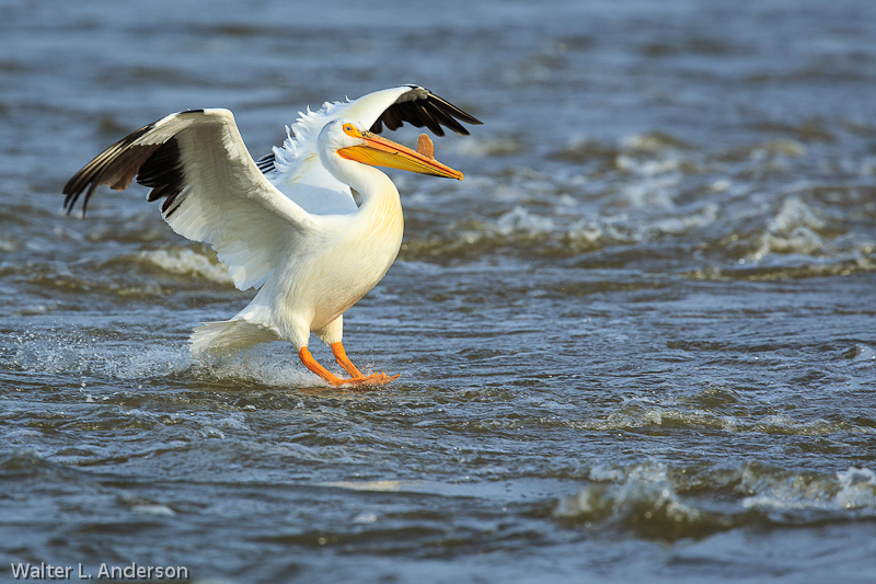 Chicago Camera Clubs: "Flights of Fancy, Birds in the Air" by Walt Anderson