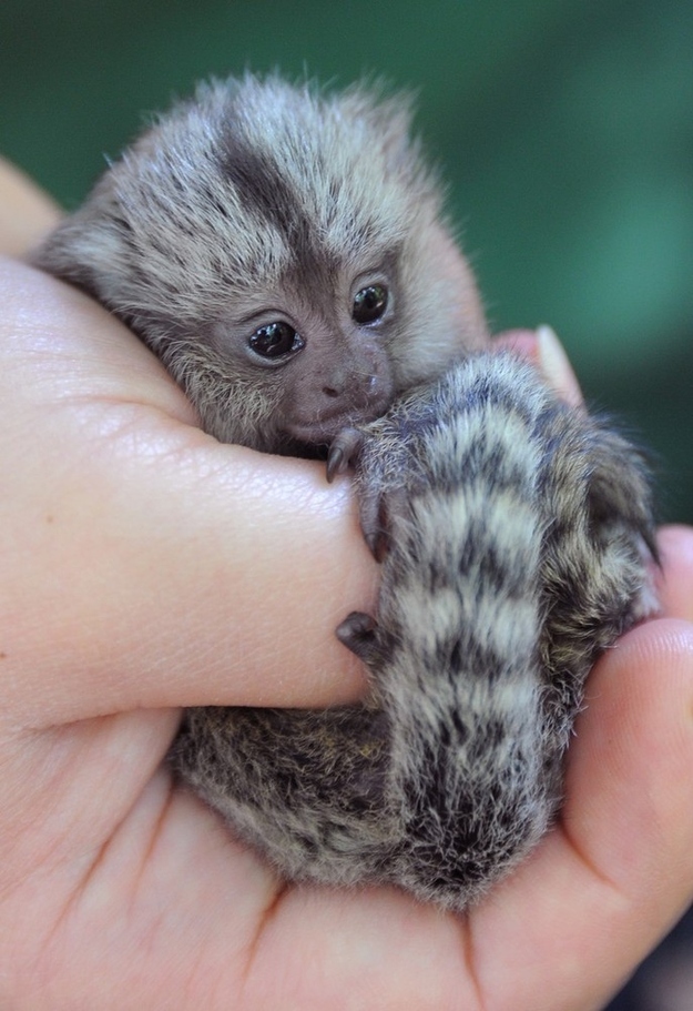 Cute baby marmoset being raised in Germany (7 pics) | Amazing Creatures