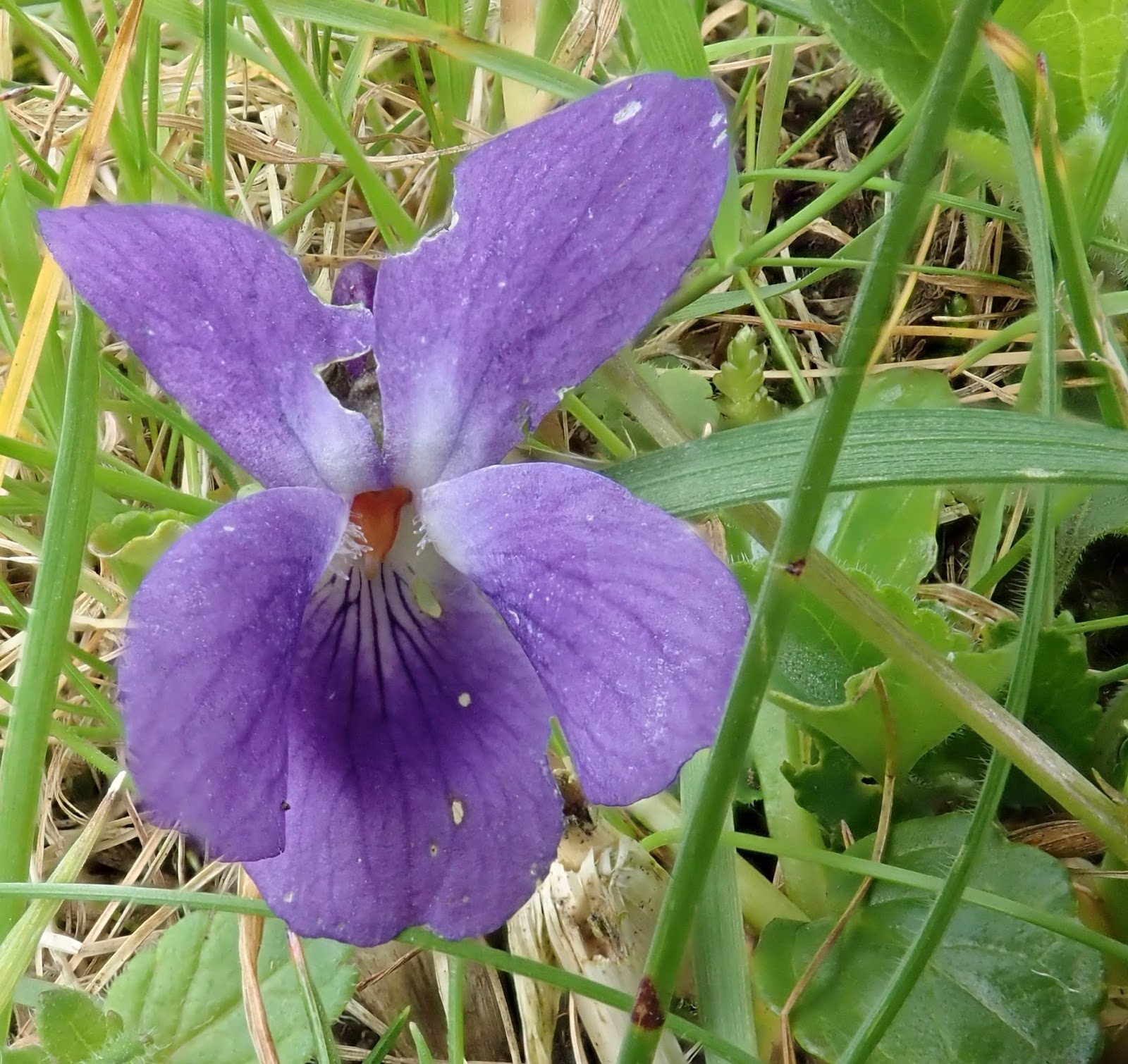 Violets and others: Hairy Violet Identification