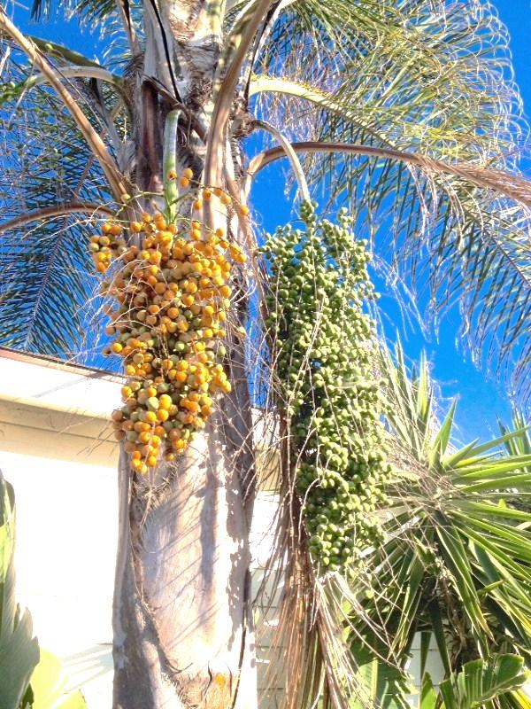 So far this morning: Pindo Palm or Jelly Palm Tree