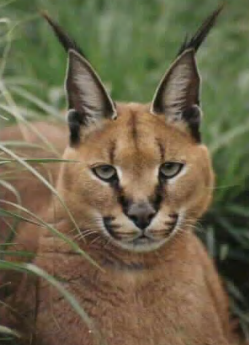 Caracal Facts