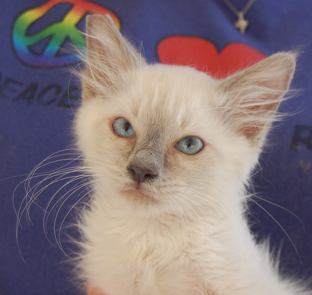 30 rescued kittens ready for adoption!