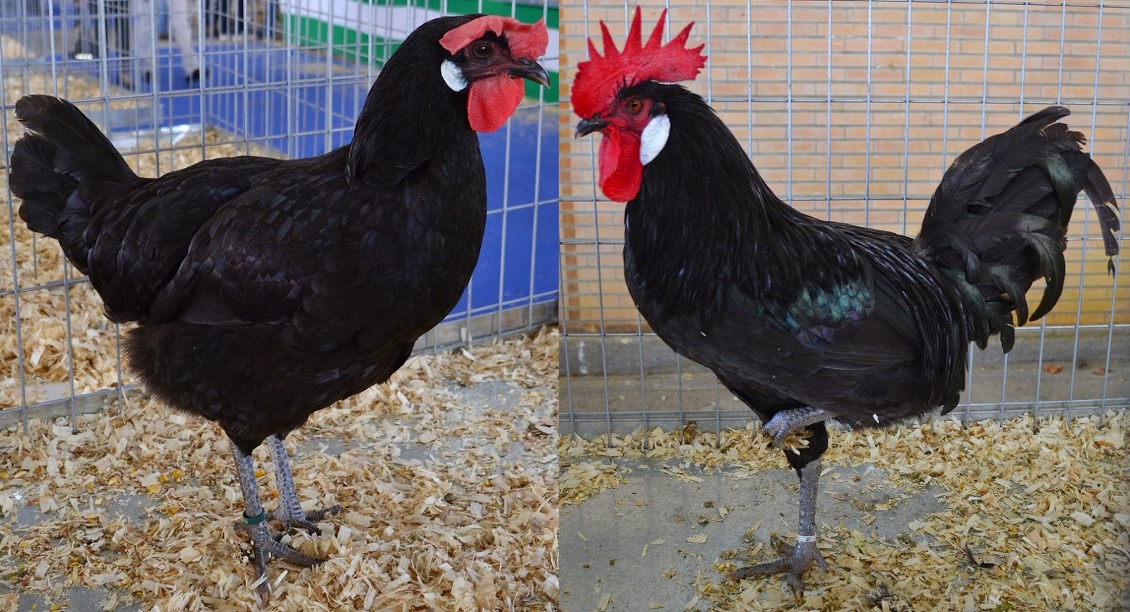 De España hasta los cantares: La gallina utrerana