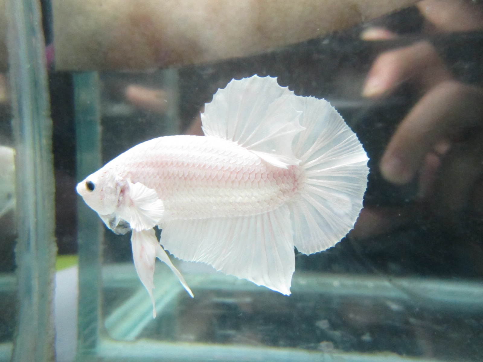 BabyBetta: white platinum HMPK - sharp edge pair for sell - rm80