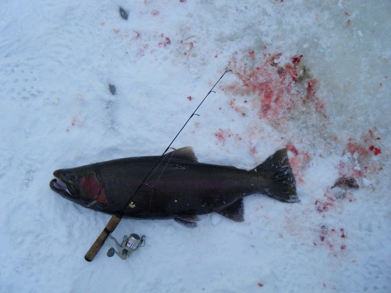 Wisconsin Fishing Reports: Ice Fishing for Great Lakes Trout