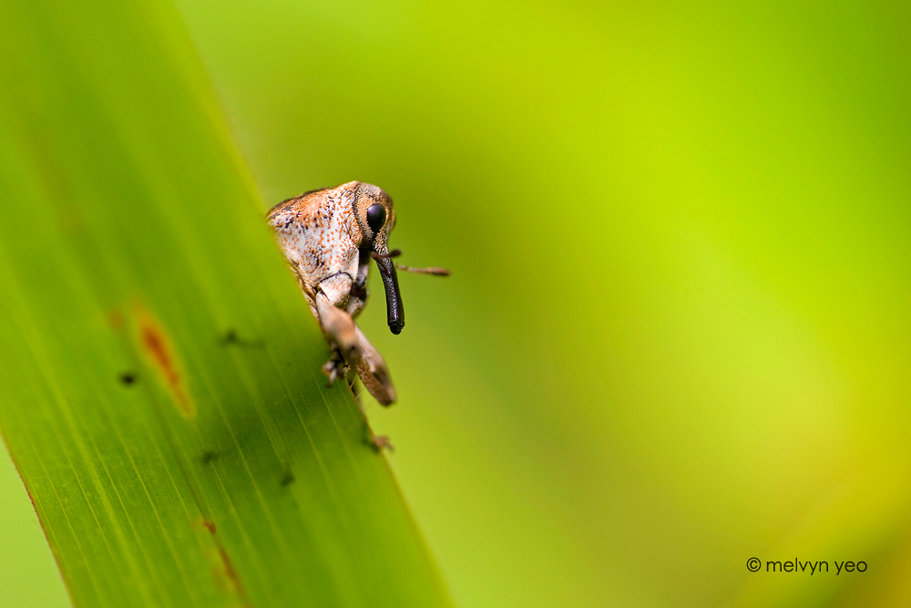 Melvyn's Photography: Weevils