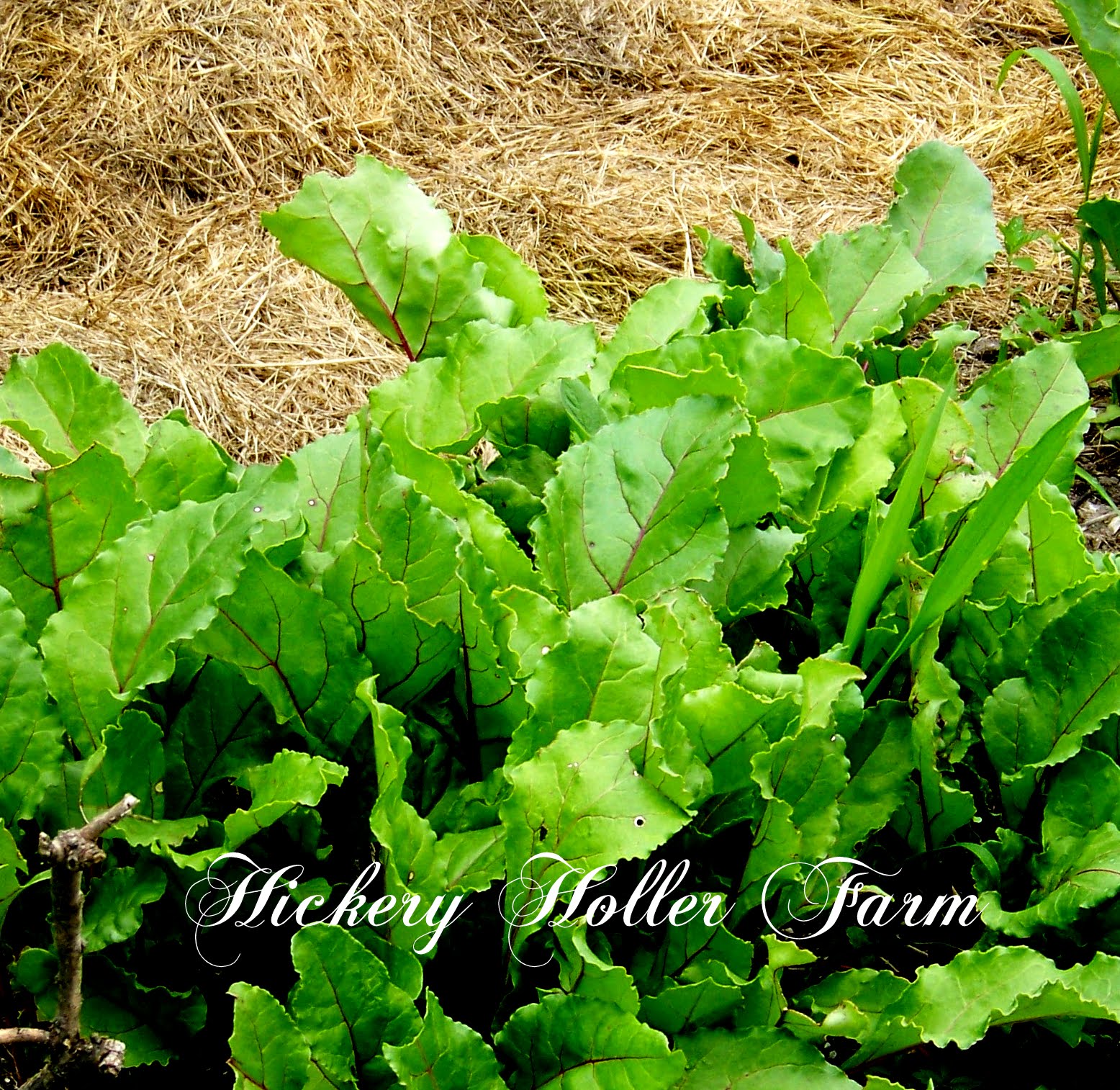 Hickery Holler Farm: 2014 Garden Cool Weather Lineup