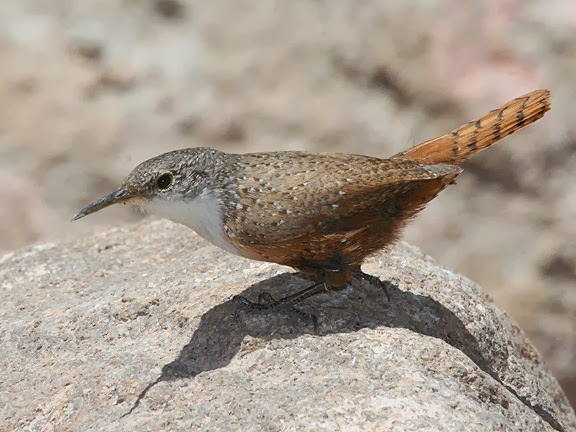 Utah Birders | Birding Blog, Utah Birds, Utah Birding, Utah Bird ID ...