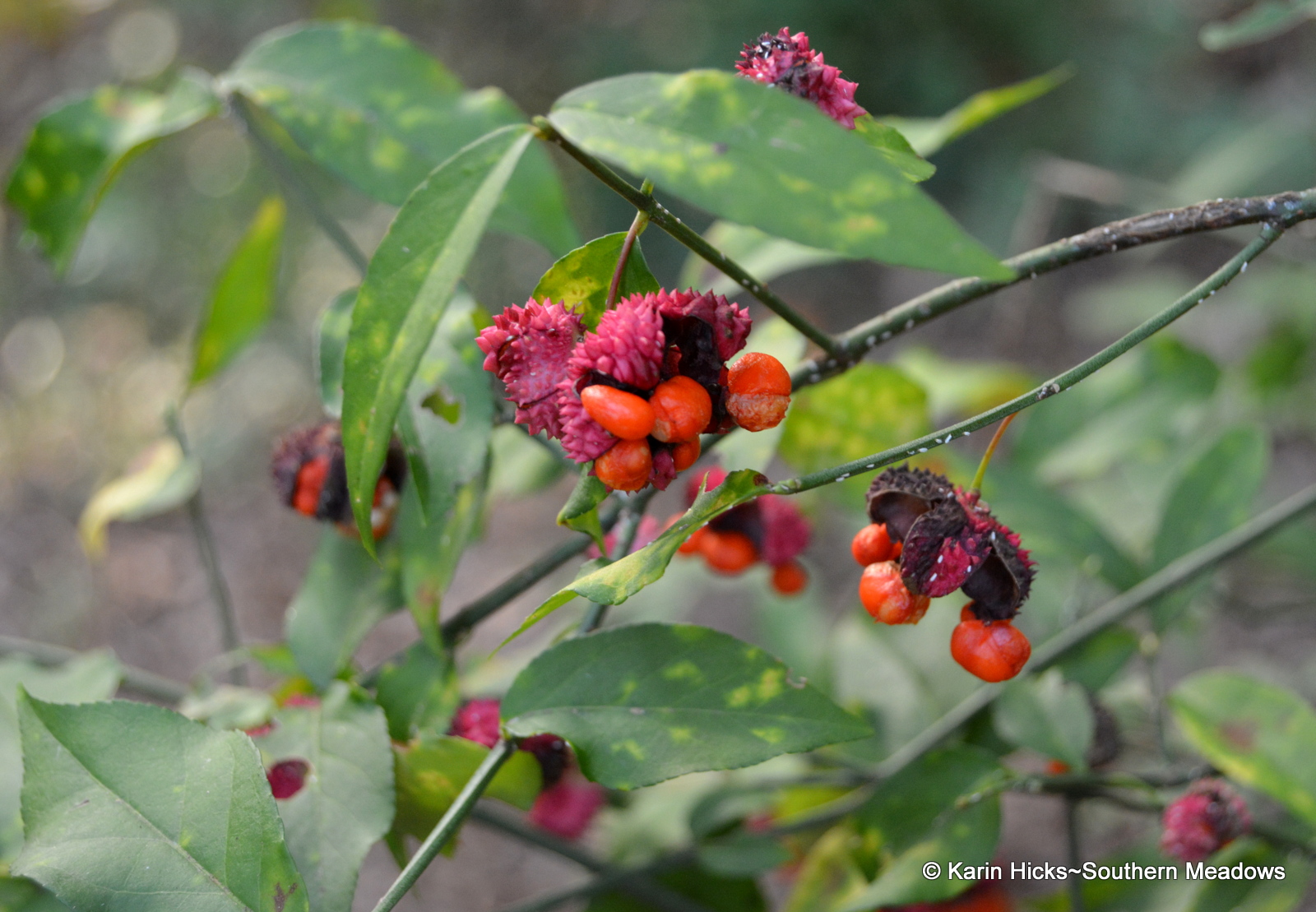 Fall in Love with Berry Worthy Plants