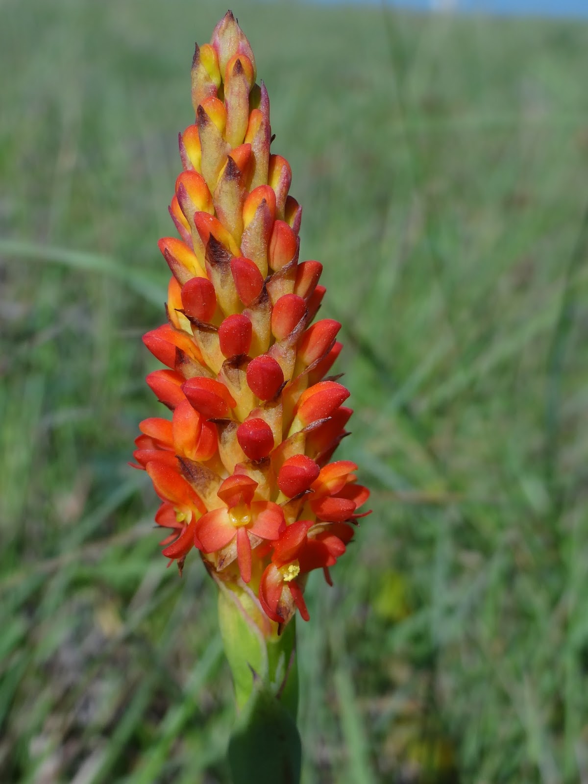 Caerulean Skies: August 2013