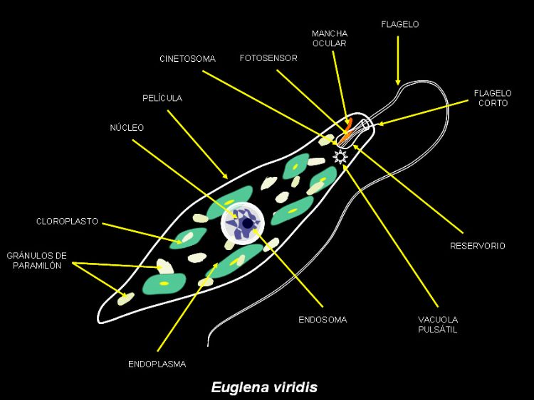 El Cuerpo Humano: PROTOZOARIOS
