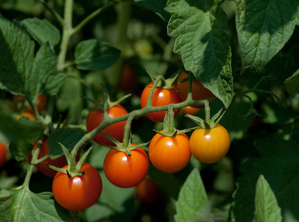 RW PAISAGISMO: GASTRONOMIA: TOMATEIRO