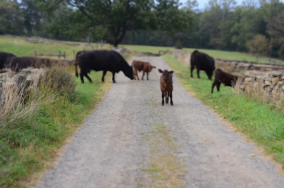 amour fou(d): review: blue hill at stone barns.