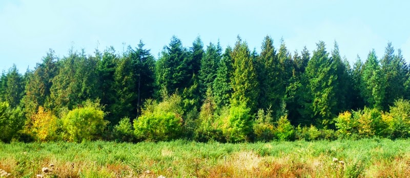 Lin's Isle of Wight Walking Blog: Walk 29 - Parkhurst Forest - 4.5 miles